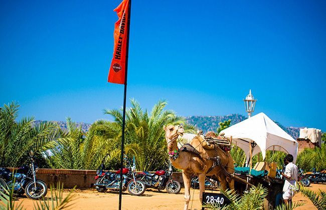 More than 700 Harley-Davidson owners come together for the biggest ...